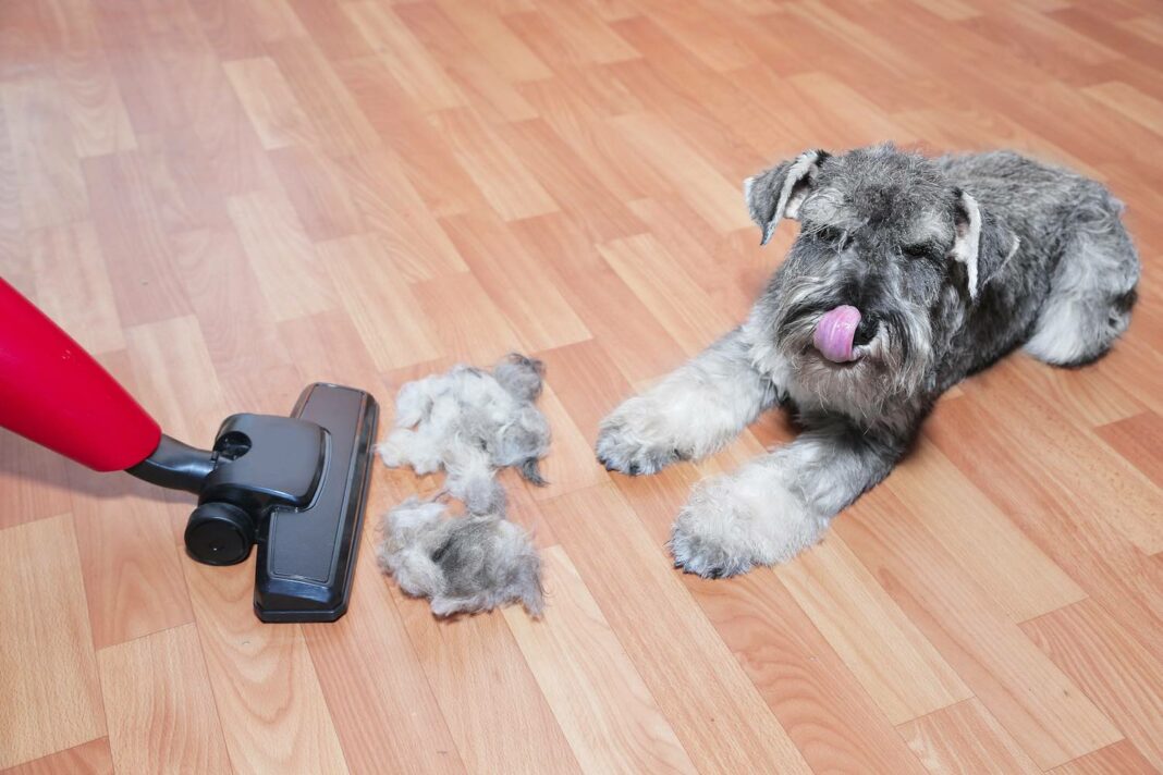 Dyson v10 Animal Test Der beste Staubsauger f 252 r Tierhaare 